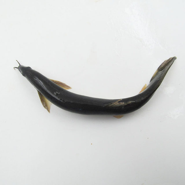 Fishing small loach seedlings loach seedlings live green loach loach ...