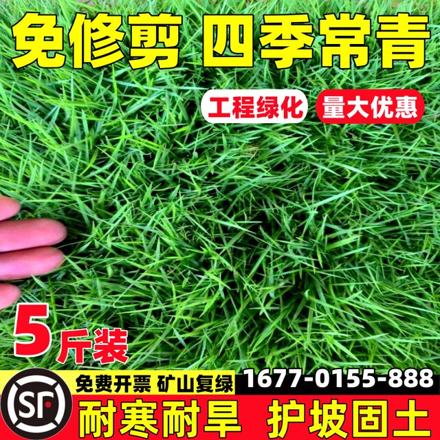 Lawn grass seeds all-season evergreen dwarf bermudagrass courtyard ...