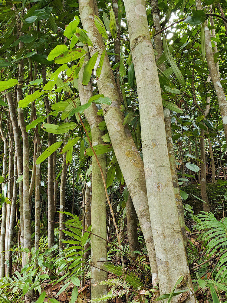 純粋なシナモンパウダー - ロディンググレード - 100g