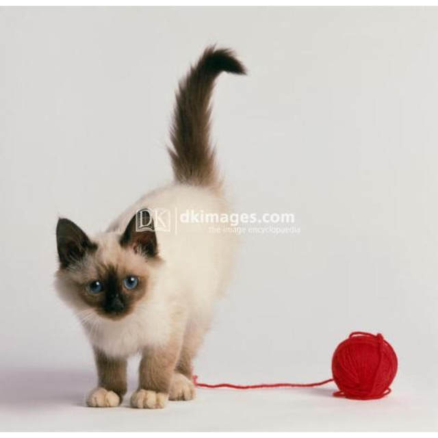 DK cat encyclopedia pet encyclopedia cat slave shovel excrement ...