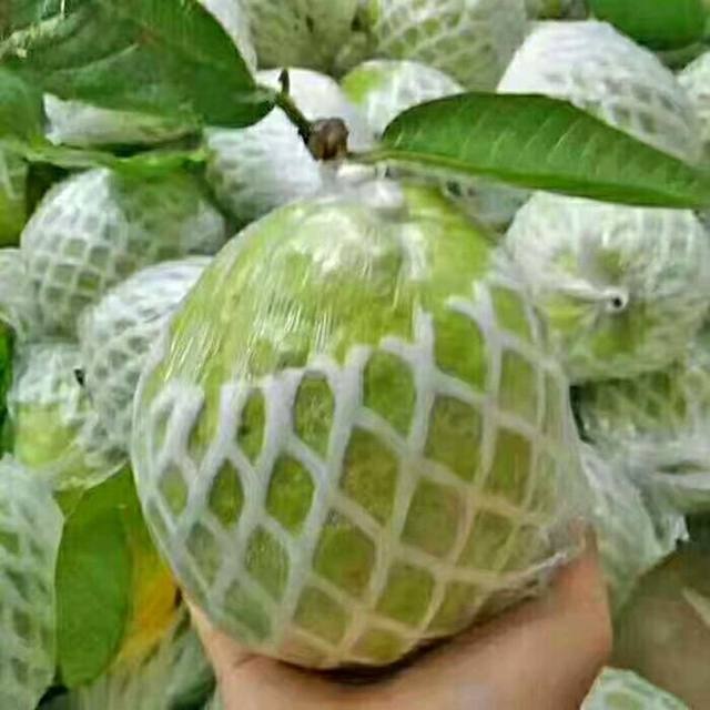 New varieties of seedless ruby watermelon guava seedlings grafted ...