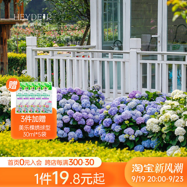 Heidi's Garden Hydrangea Potted Flower Seedlings Endless Summer Large ...