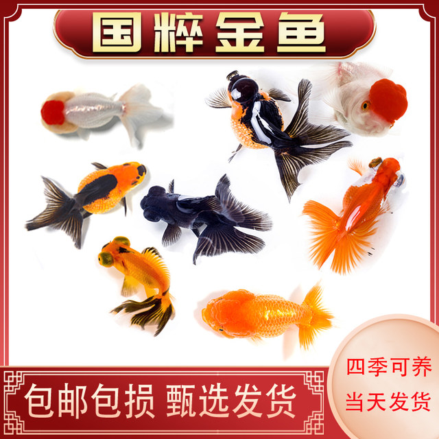 Package live goldfish live fish ornamental fish small fresh water good ...