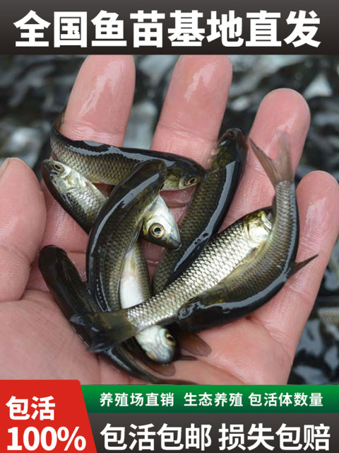 Grass carp fry snail green fish fry fat head carp silver carp silver ...