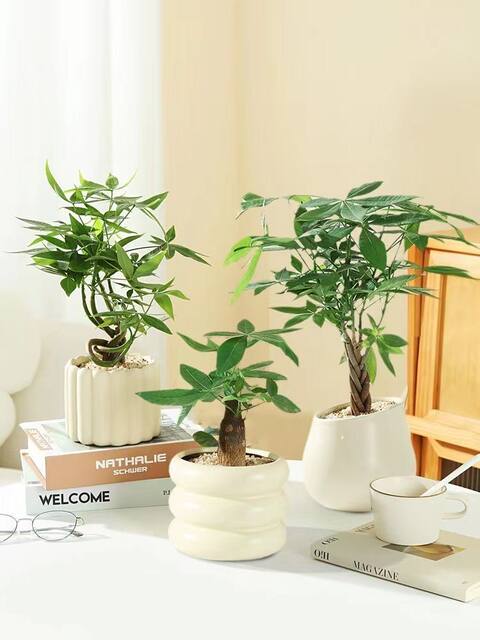INS potted creamy flower basin spring feathers auspicious red green ...