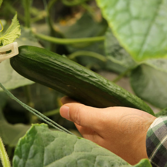 Dutch fruit cucumber seedlings summer potted seedlings autumn cucumber ...