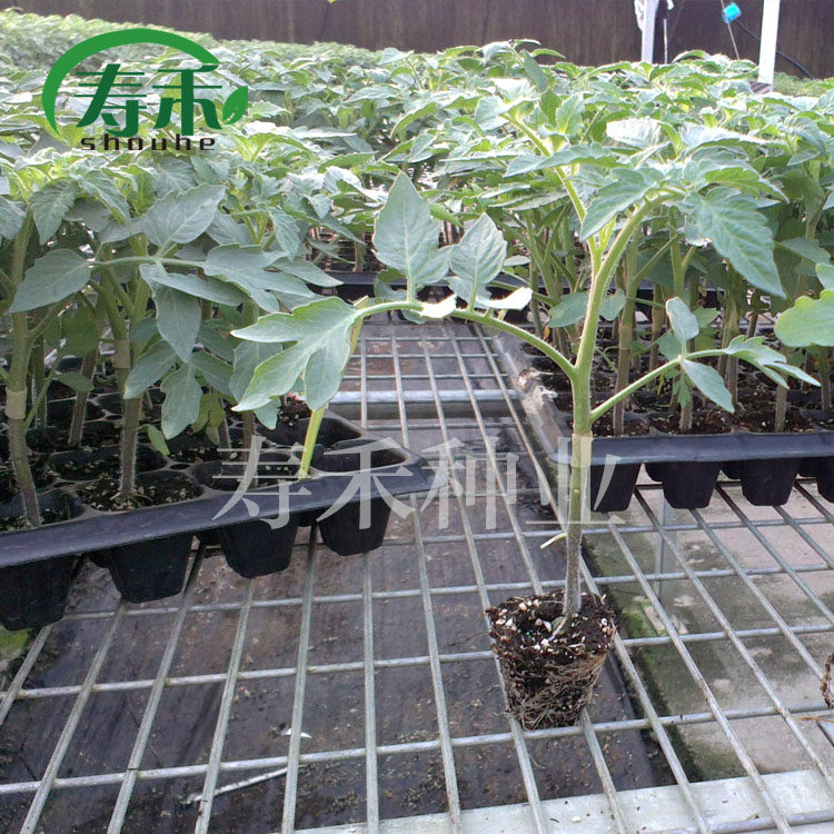 Shouhe improved Totos plus eggplant/tomato tomato dual-purpose special ...