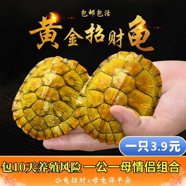 Turtle living animal Brazilian tortoise couple golden tortoise pet ...