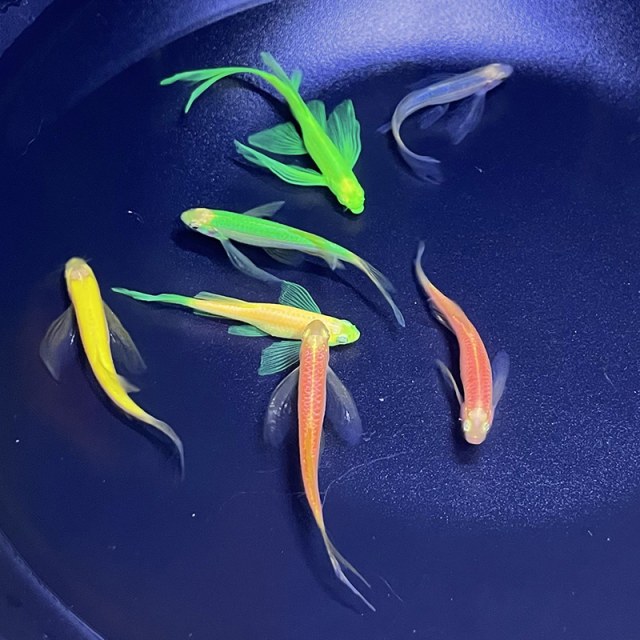 Butterfly winged zebrafish long tail long fin emerald green ornamental ...