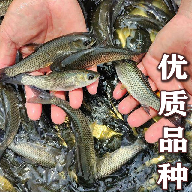 Big grass fish fry crisp Anhui fish fry flower silver carp silver carp ...