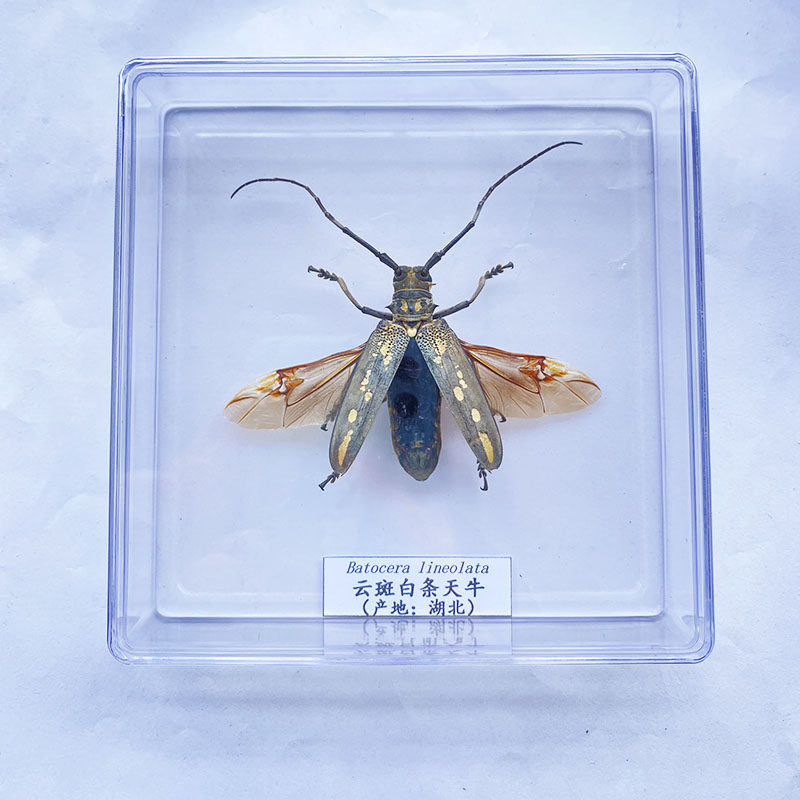 True Insect Butterfly Specimen Box | Student Science Display Collection
