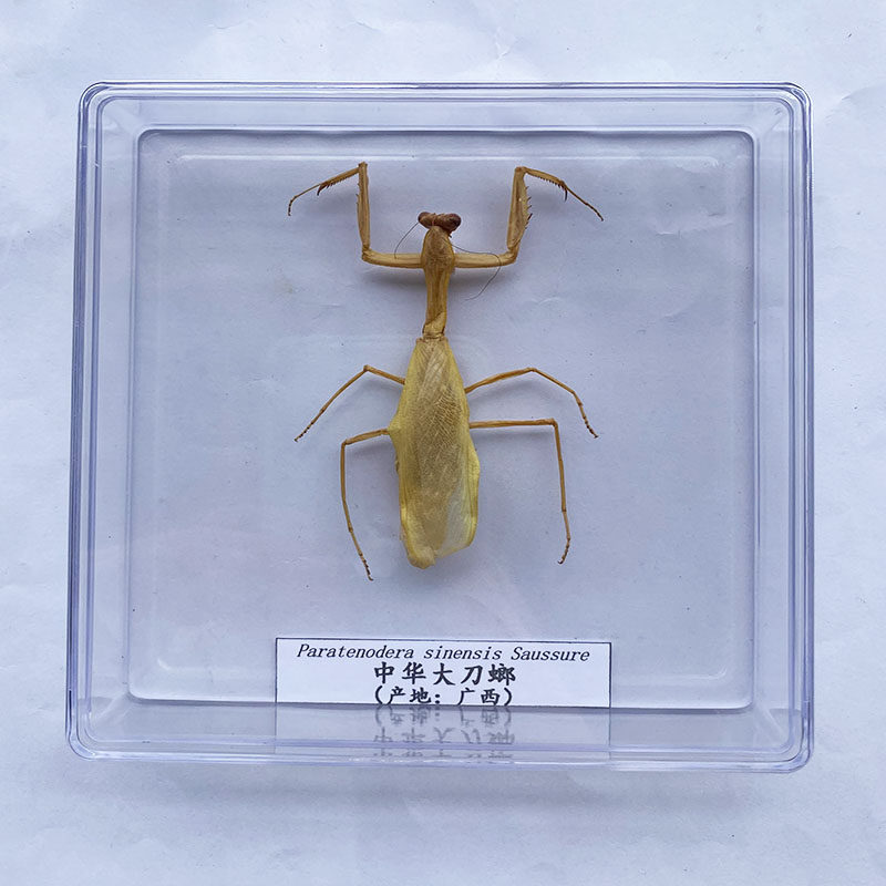 True Insect Butterfly Specimen Box | Student Science Display Collection