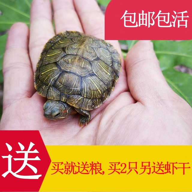 Live turtle big Brazilian turtle live pet turtle longevity ornamental ...