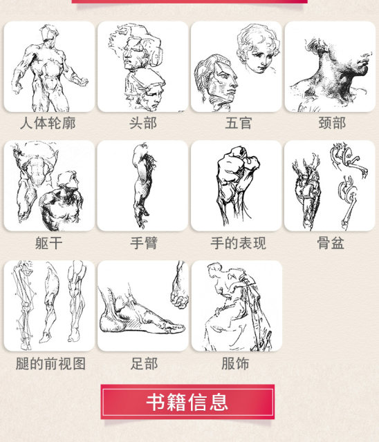 Teaching of human body structure painting. From entry to mastery ...