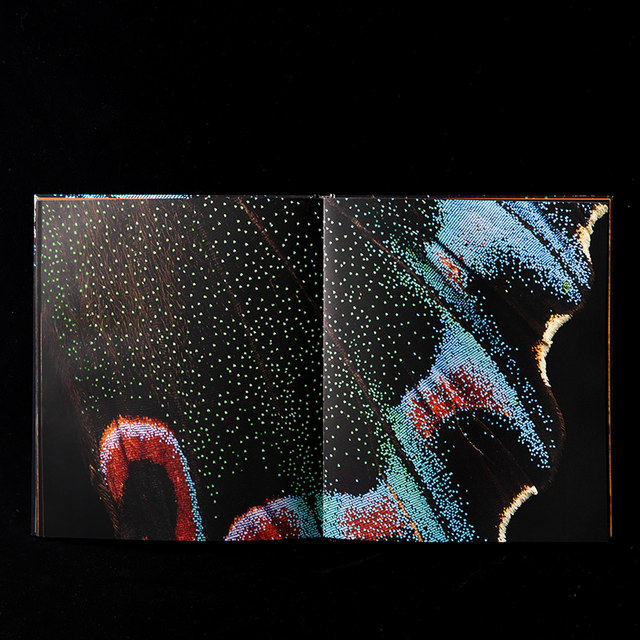 Insect art contemporary macro photography album China National ...