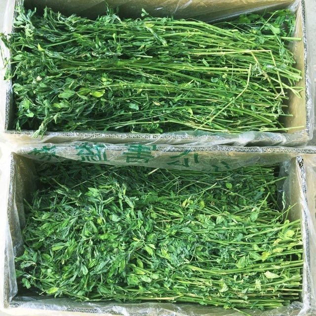 Alfalfa rabbit food, purple flower hay, baby rabbit food, food for ...