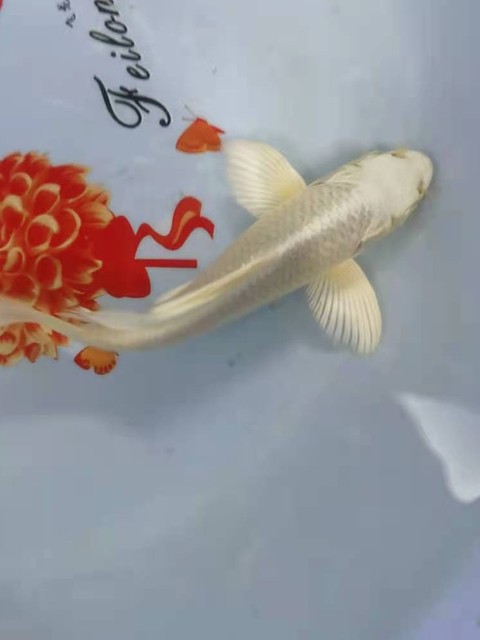 Taiwan Platinum Butterfly Carp Living Cold Water Fish Tropical ...