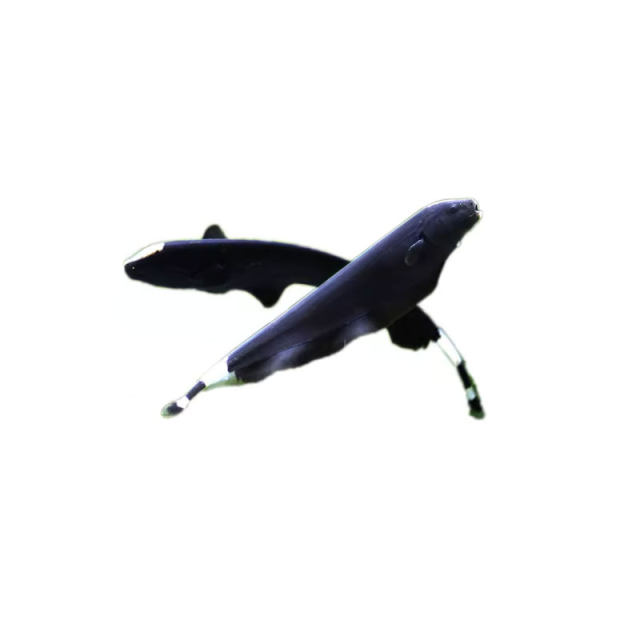 Devil swordfish black devil feather fish tropical fish ornamental fish ...