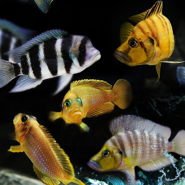 Sanhu Cichigra Tanka Living Buroni Six Golden Tiger Fish Paradise Bird ...