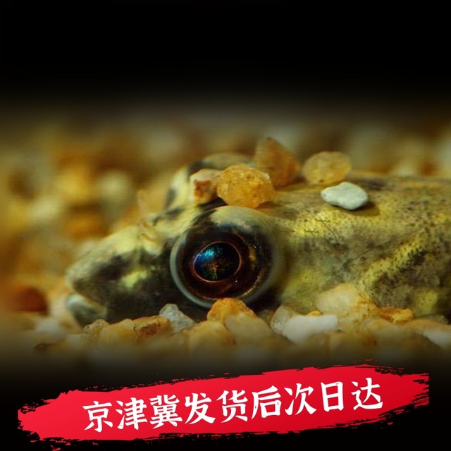 Tropical ornamental fish zebra dog head fish freshwater puffer fish fur ...