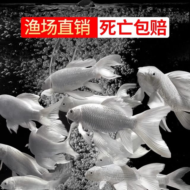 Taiwan butterfly carp spheroin short body large fin long tail good ...