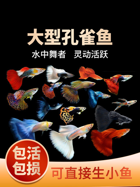 Guppies tropical fish fry ornamental fish small fish to survive and ...