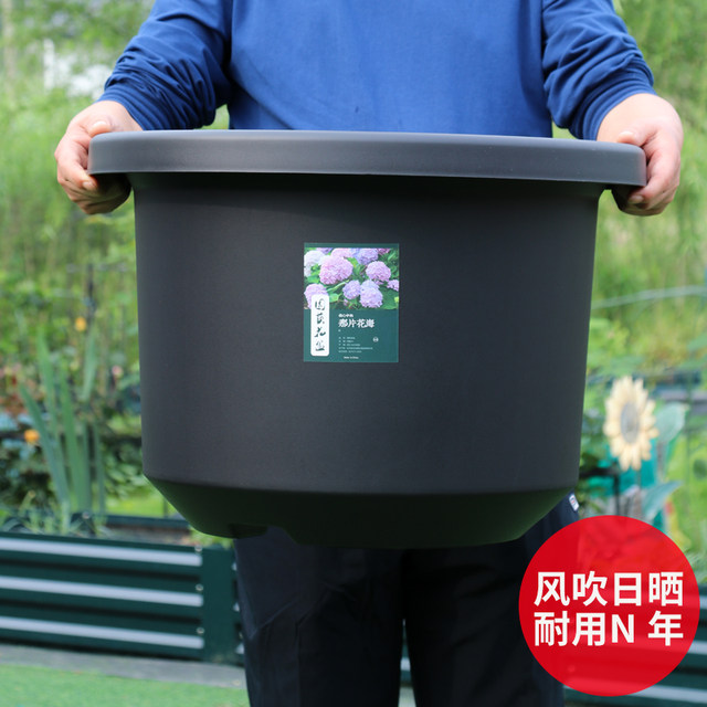 Large flowerpot household potted blackcurrant pot green radish rose ...