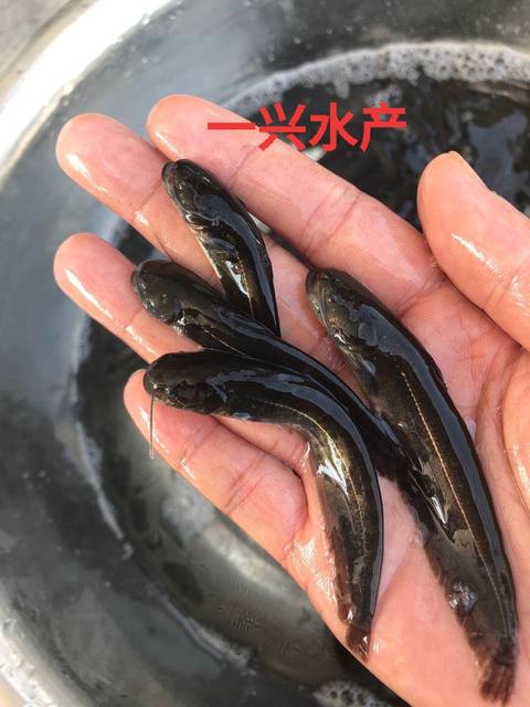 Southern largemouth catfish fry six-bearded catfish fry soil catfish ...