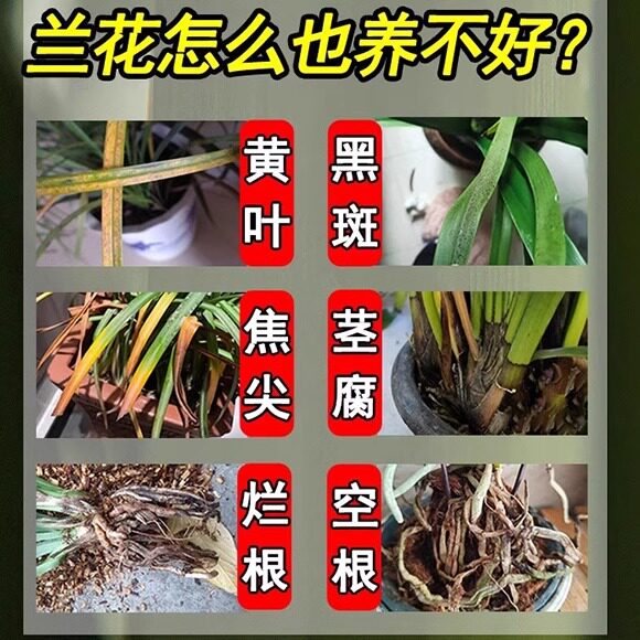 Special nutrient solution for orchids, multi-flare orchids, special ...