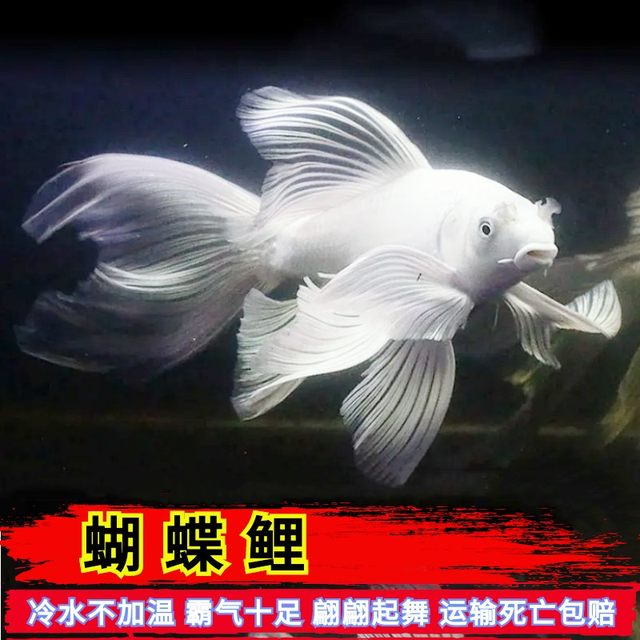 Live ornamental fish Taiwan butterfly carp purebred short body sphere ...