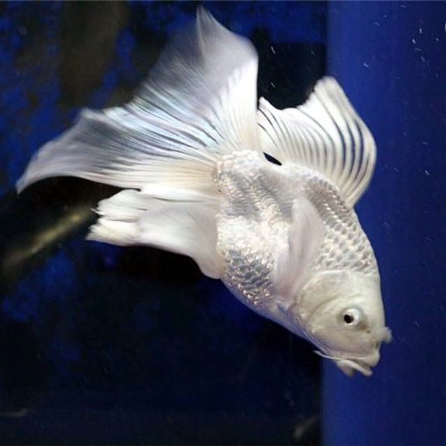 Live ornamental fish Taiwan butterfly carp purebred short body sphere ...