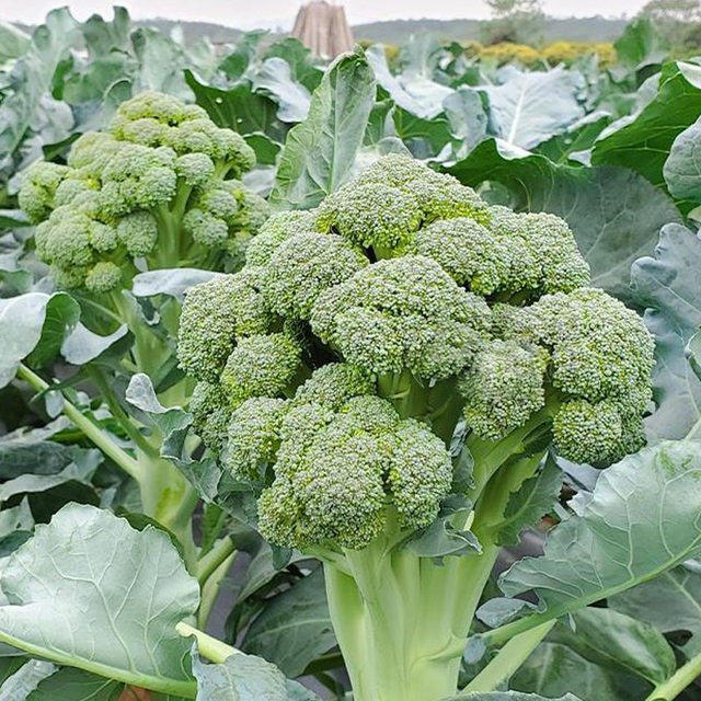 Broccoli seeds, loose broccoli seeds, flower seedlings, loose broccoli ...
