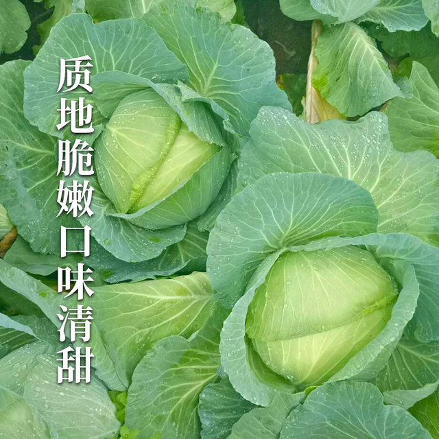 Jingfeng No. 1 Cabbage Seed Seed Cabbage Cabbage Cabbage Spring and ...