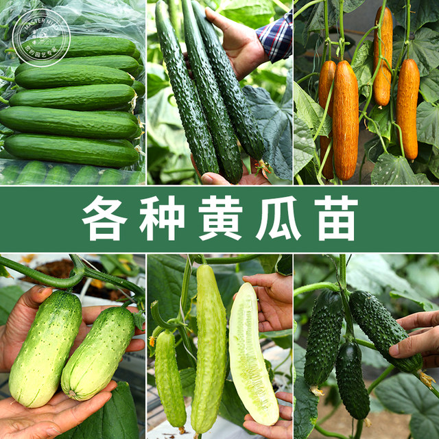 Fruit small cucumber seedlings seedlings drought grafting high yield ...