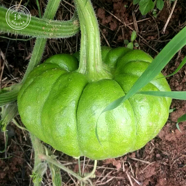 Yunnan ginger handle melon seeds seeds spring, summer and autumn seven ...