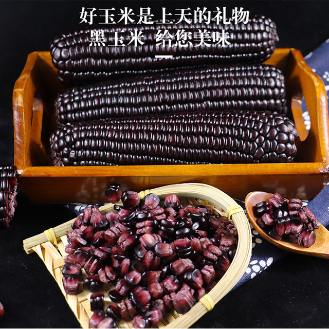 Northeast black glutinous corn 10 fresh purple sticky corn sticks are ...