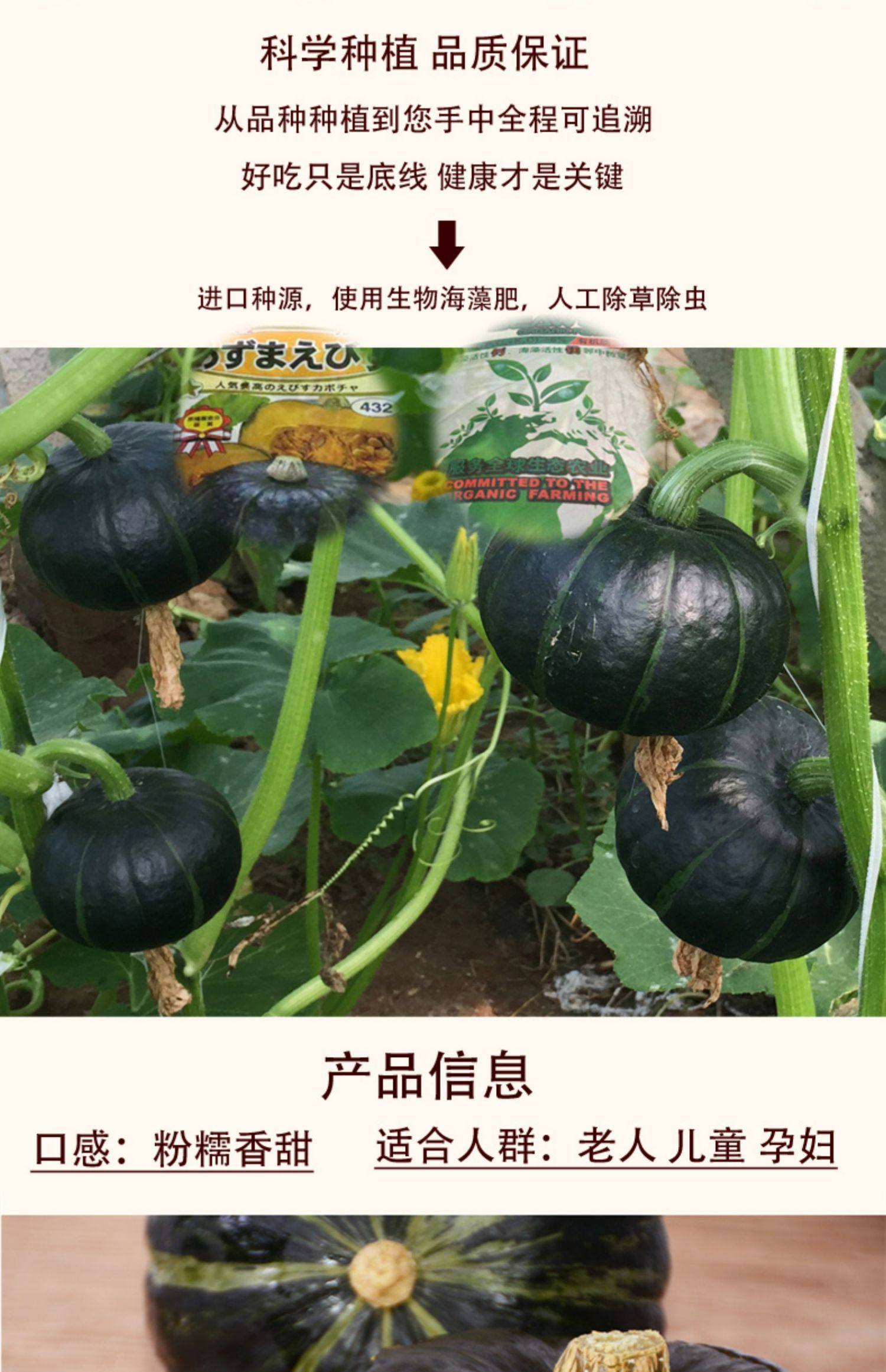 Beibei Pumpkin Chestnut Flavor Beibei Small Pumpkin 5 Jin [Jin equals 0 ...