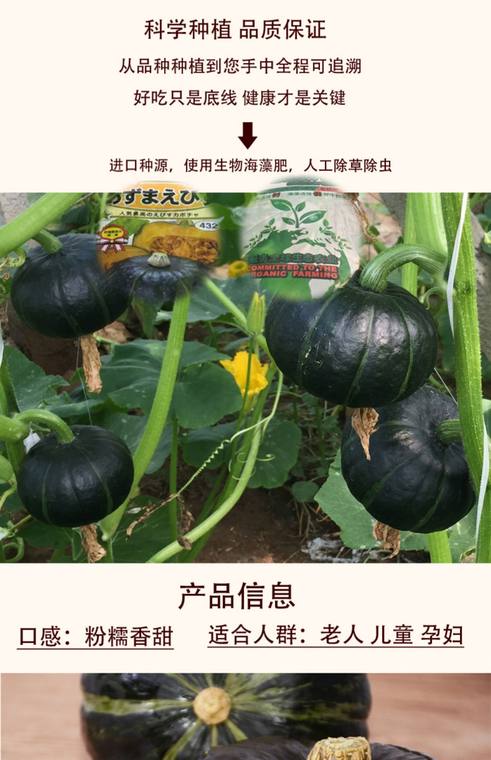 Beibei Pumpkin Chestnut Flavor Beibei Small Pumpkin 5 Jin [Jin equals 0 ...