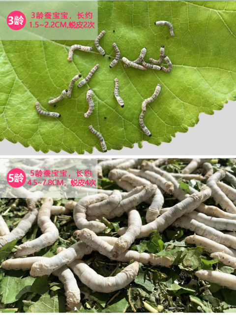 Silkworm Students Raise Silkworms Suit Breeding Box Live Larvae Fresh ...