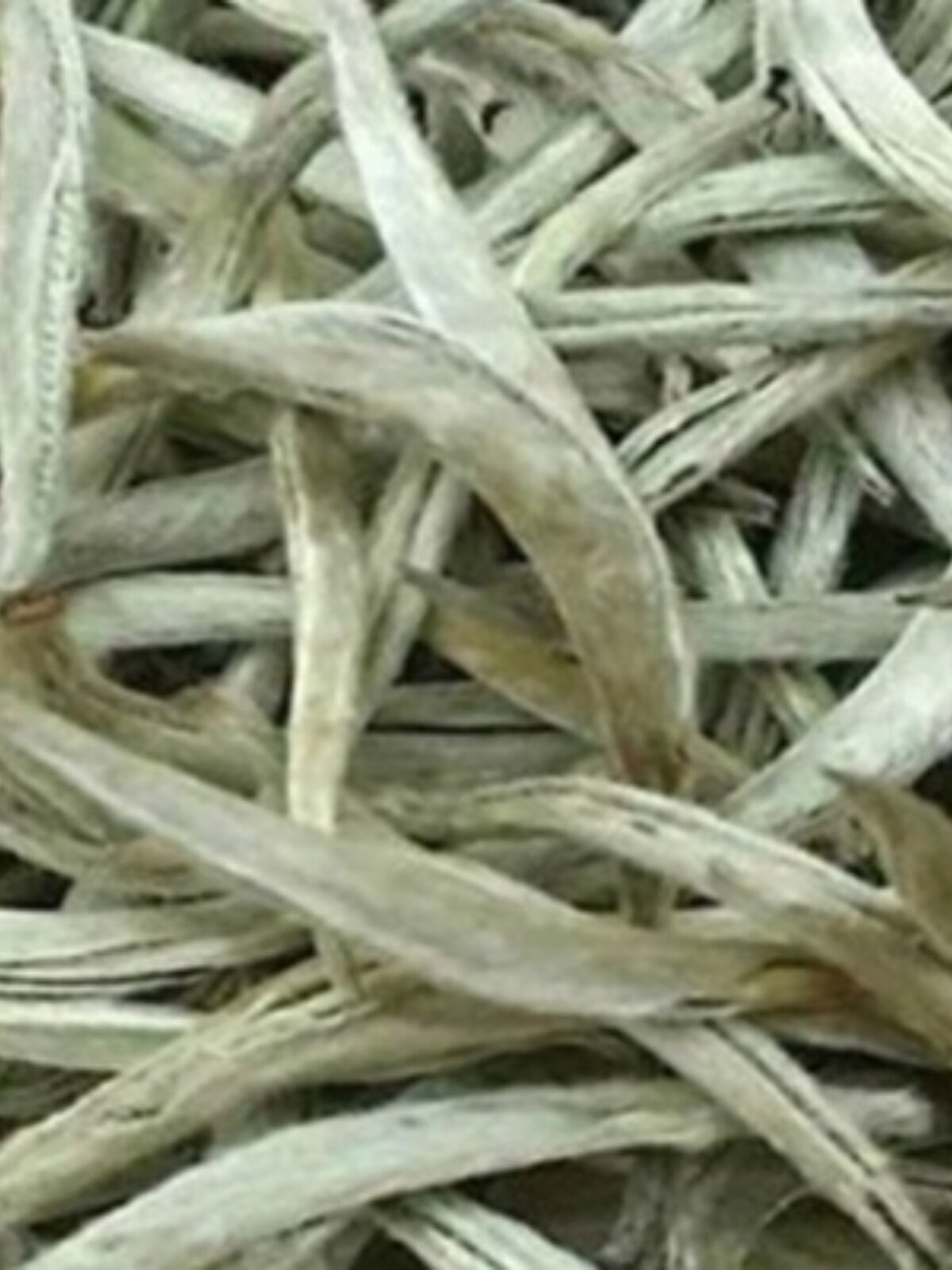Chá Pu'er Cru de Yunnan - Jinggu Maojian Ponta de Broto Branco - 250g