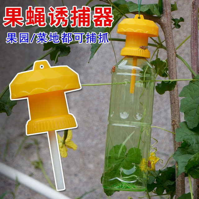 Simple fruit fly trap hijab orchard melon field orange small fruit fly ...