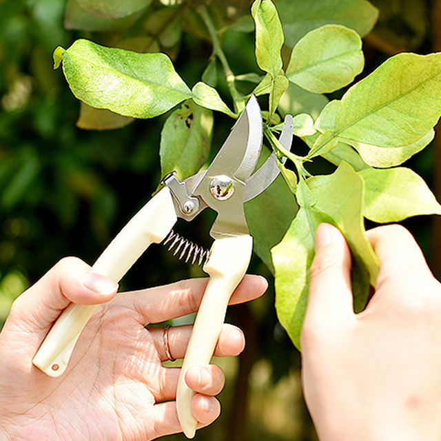 Pruning fruit tree pruning scissors gardening garden pruning scissors ...