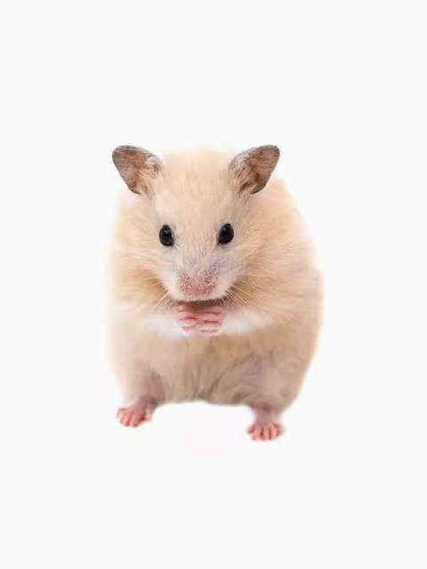 Changmao Golden Silk Bear Bags Rare Furniture Little Hanging Little Pet ...