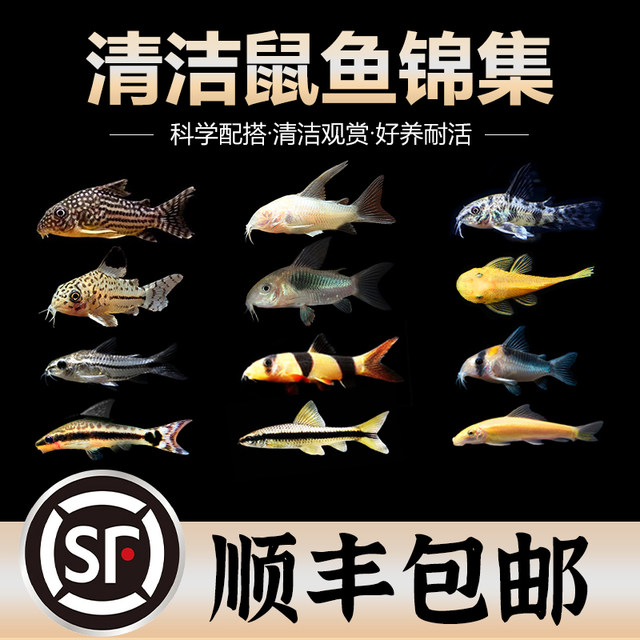 Golden moss rat fish scavenger tropical ornamental fish tank live algae ...