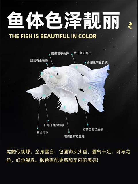 Taiwan butterfly carp ornamental fish cold water fish koi fish big fin ...