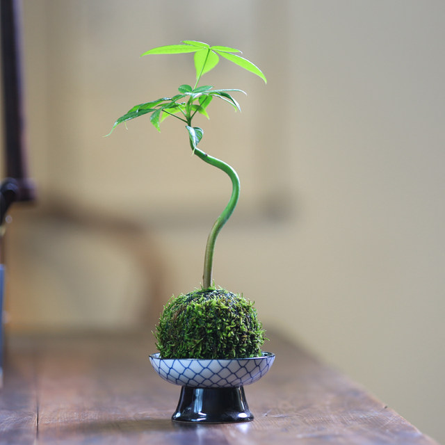 Money Tree Mini Desktop Hydroponic Potted Plant Four Seasons Evergreen ...