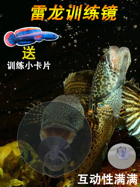 Thunder dragon fish training mirror, fighting fish Arhat, double-sided ...