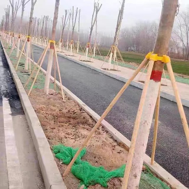 Tree support frame, greening support pole, seedling holder, plant ...