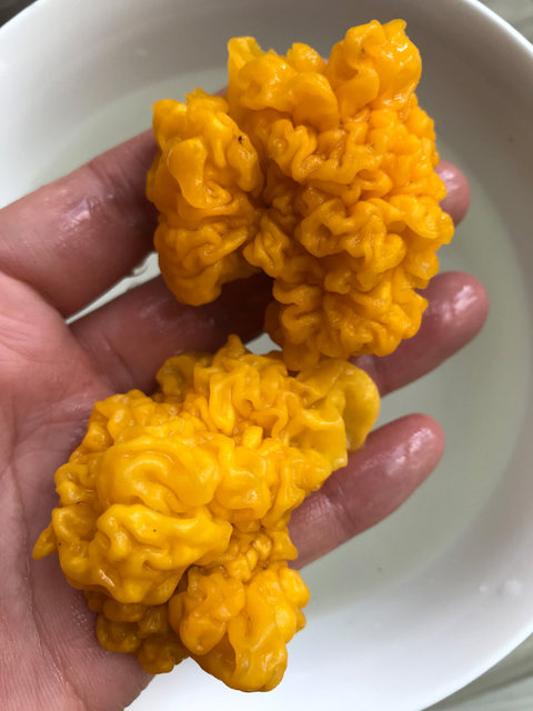 Yunnan Wild Dried Golden Fungus, Yellow Fungus, White Fungus, Brain ...