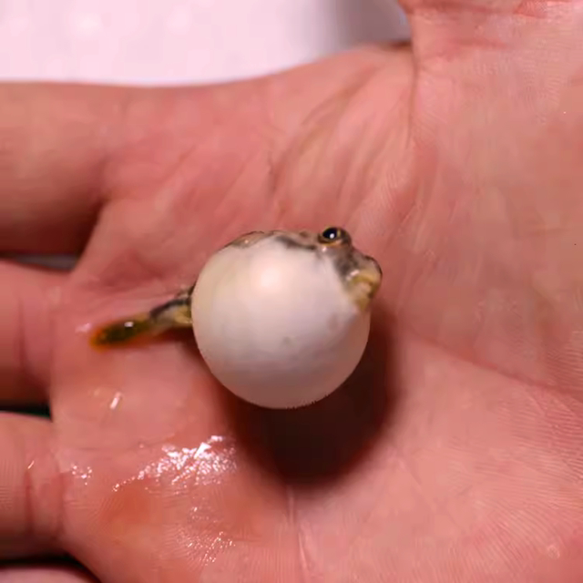 Zebra dog head fish puffer puffer fish puffer fish diving fish eats ...